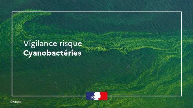 VIGILANCE RISQUE CYANOBACTÉRIES | DRAAF Centre-Val de Loire